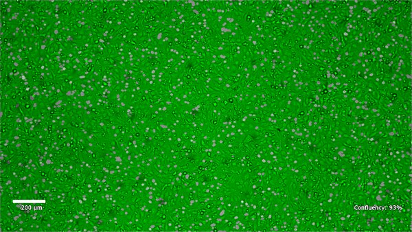 Assay Ready LX-2 Human Hepatic Stellate Cell Line | SCCAR10064-1VL